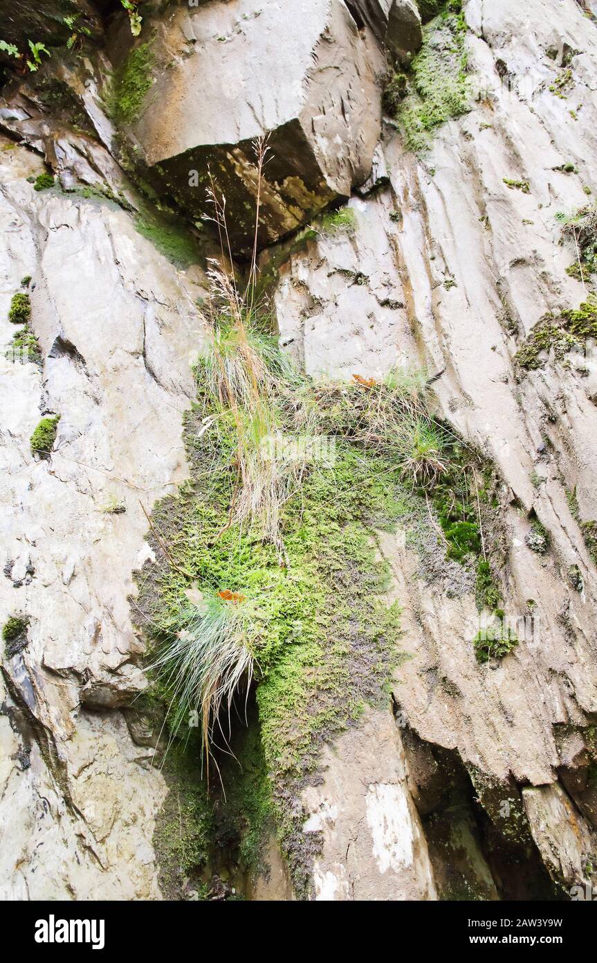 Bumpy face hi-res stock photography and images - Alamy