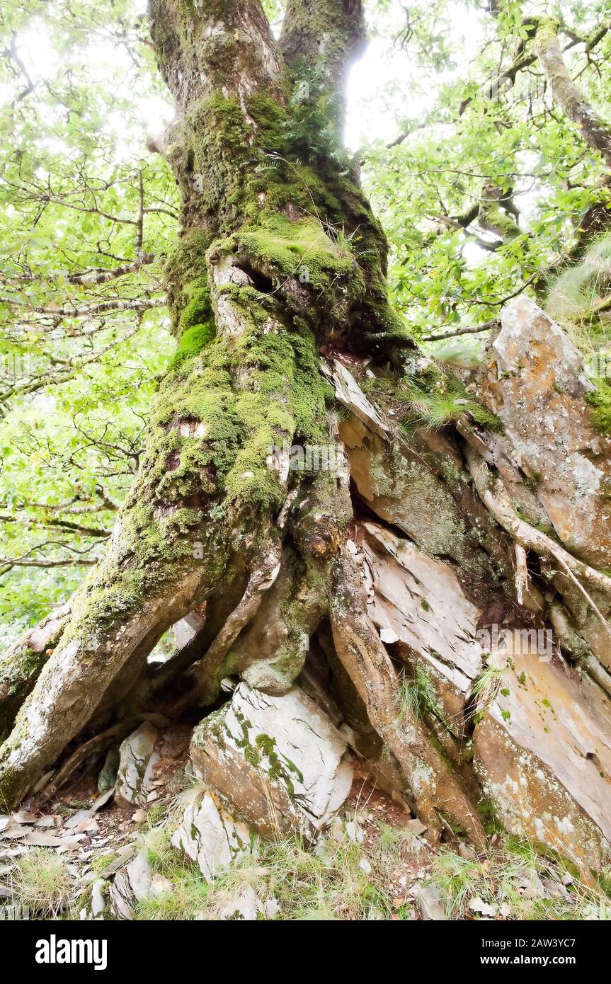 An old tree covered in moss, growing into the rocks Stock Photo - Alamy