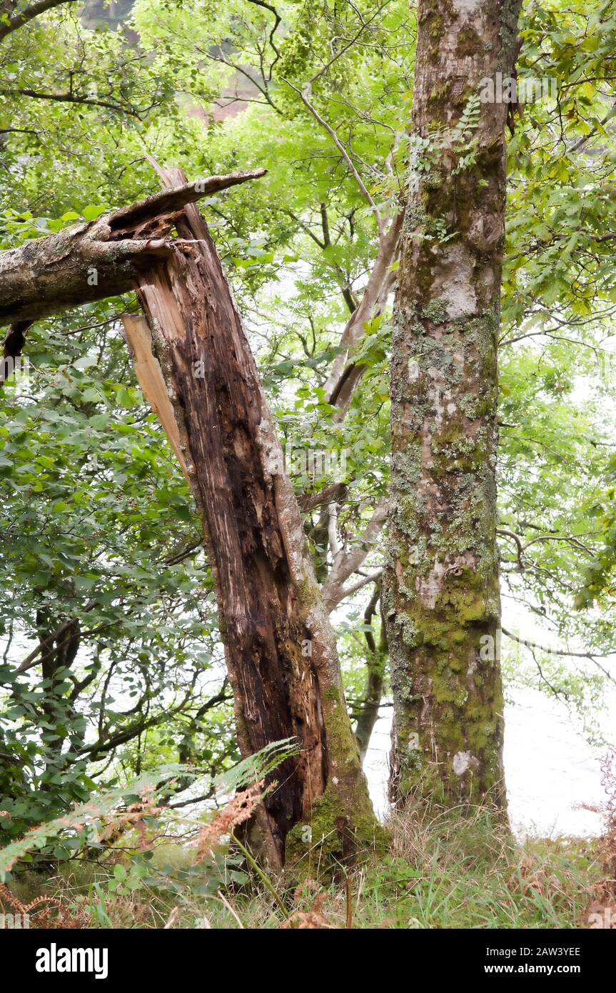 Fell tree hi-res stock photography and images - Alamy