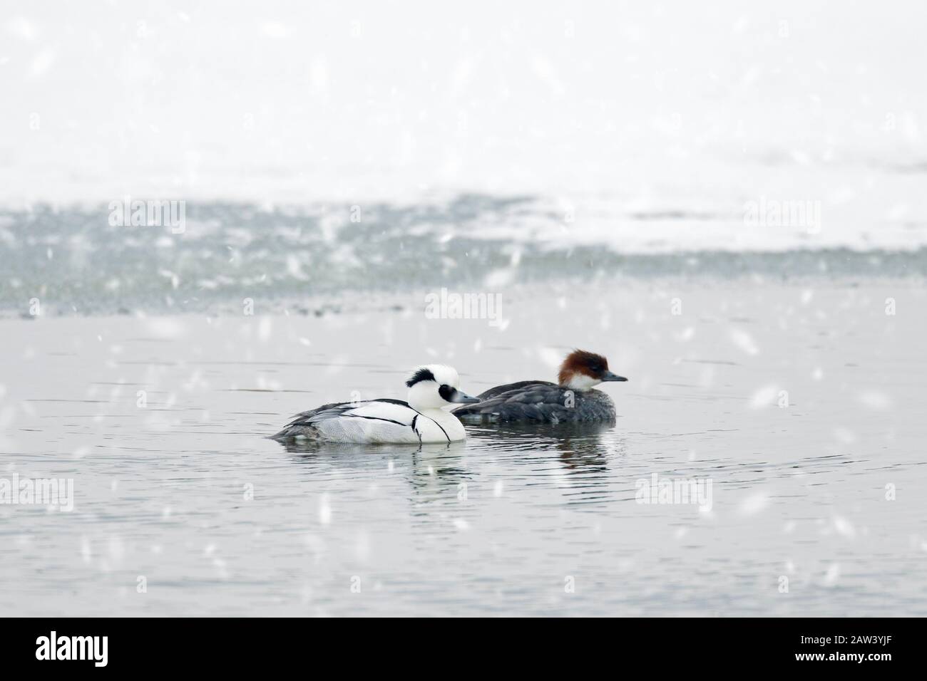 Smew (Mergellus albellus / Mergus albellus) male and female swimming in ...