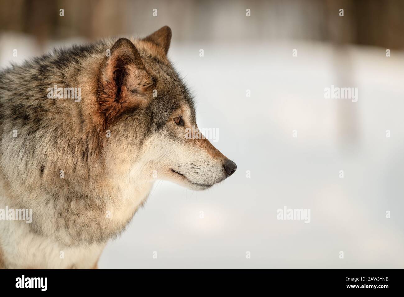 Furry hi-res stock photography and images - Alamy