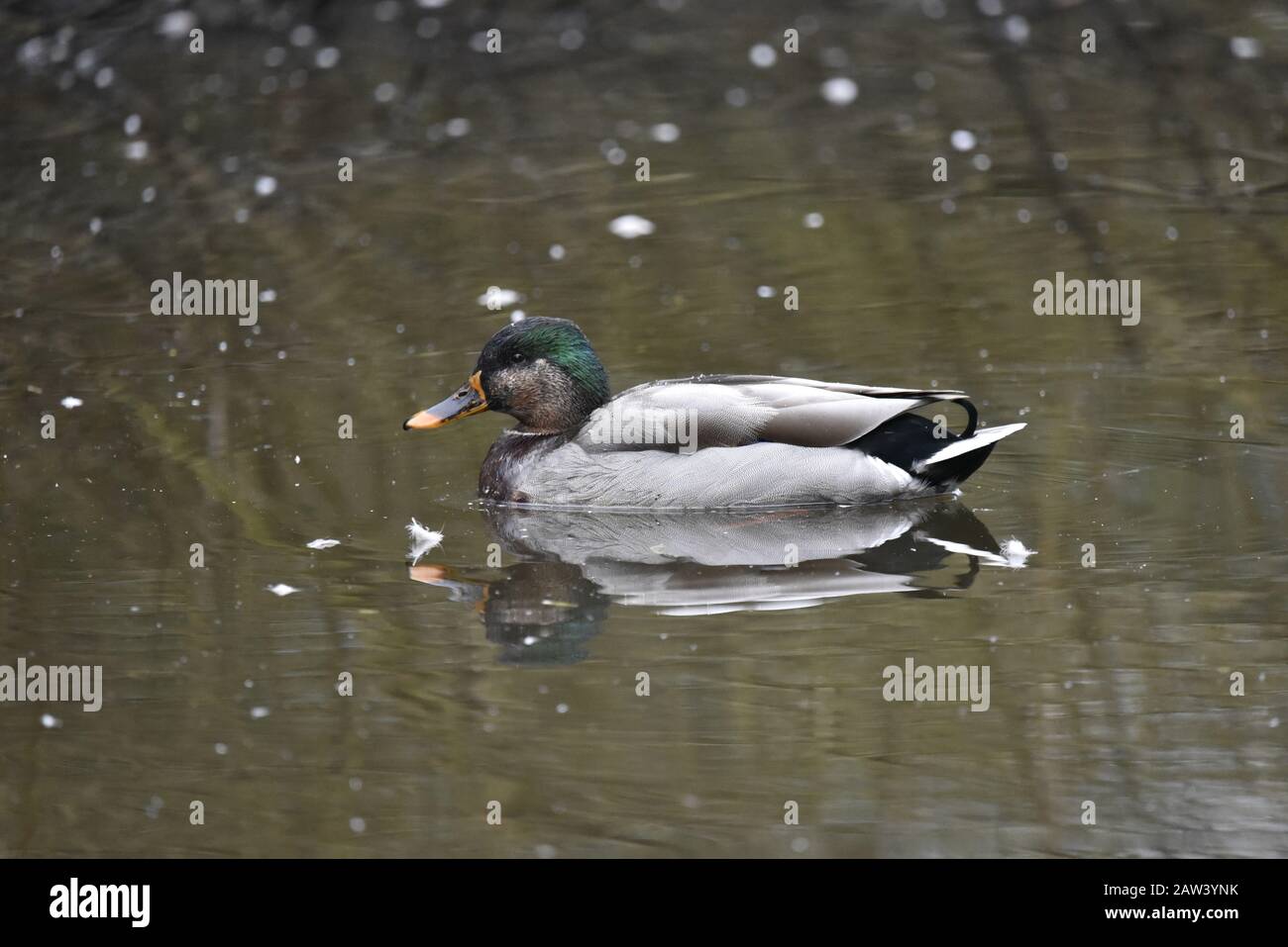 Male Mallard (Anas platyrhynchos) Duck Mutation on Lake in ...