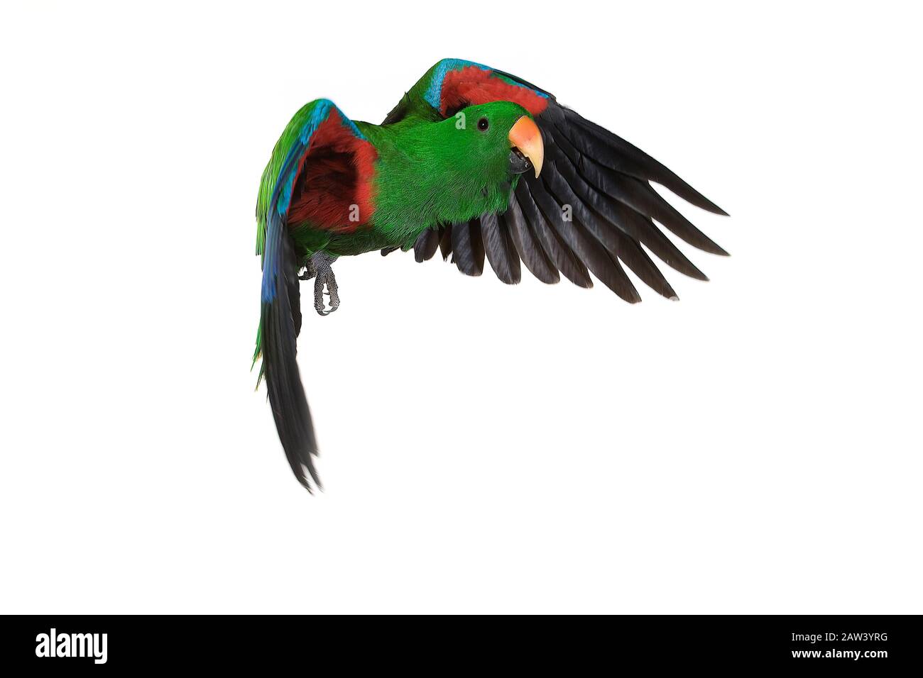 Eclectus parrot flying australia hi-res stock photography and images ...