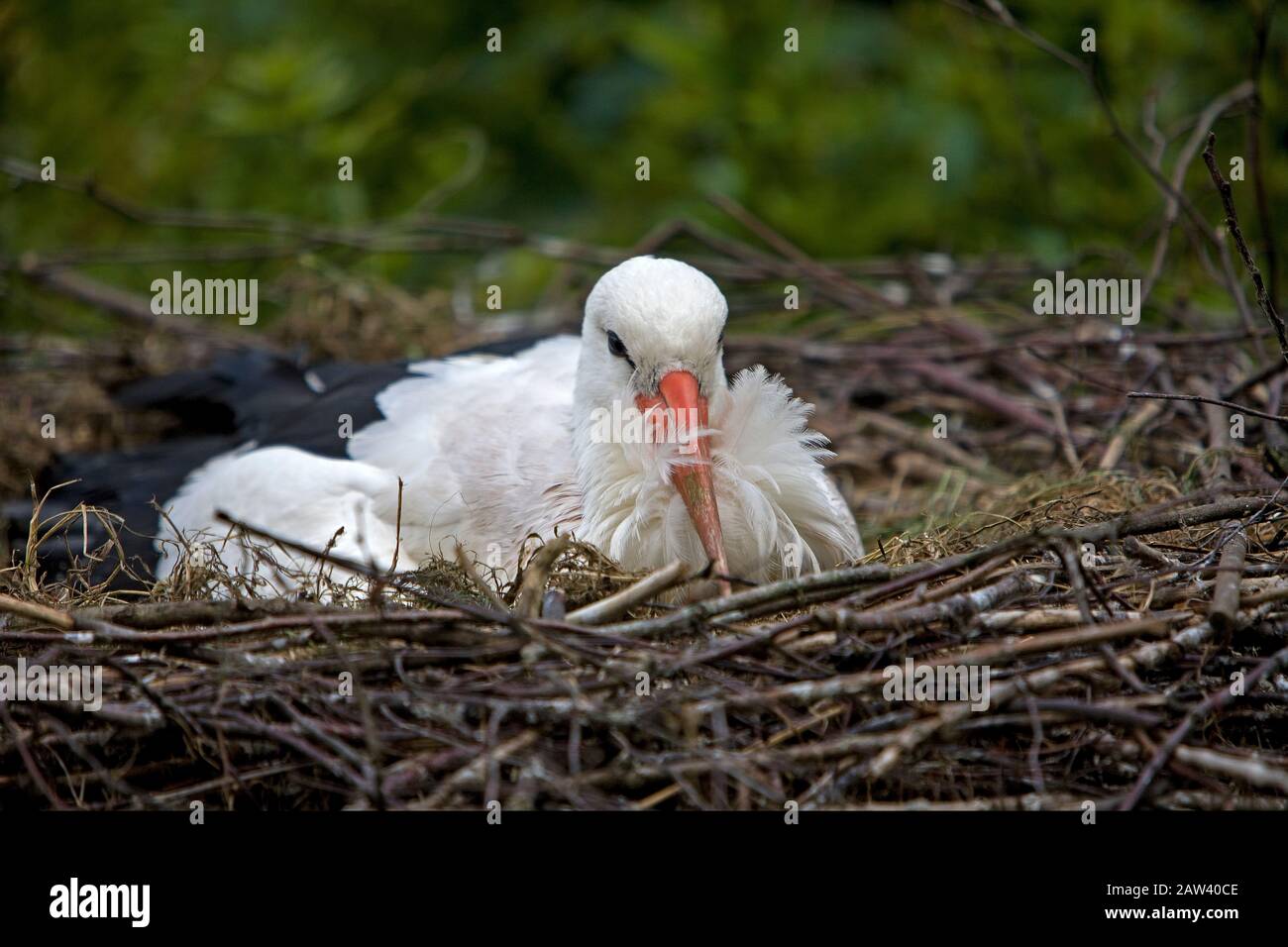 White Stork, ciconia ciconia, Adult standing on Nest Stock Photo - Alamy
