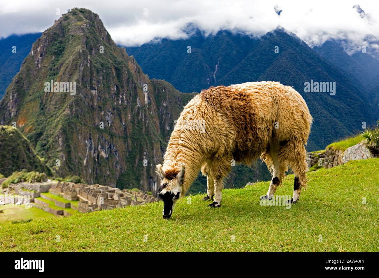 Llama, lama glama, Adult in the Lost City of the Incas, Machu Picchu in ...