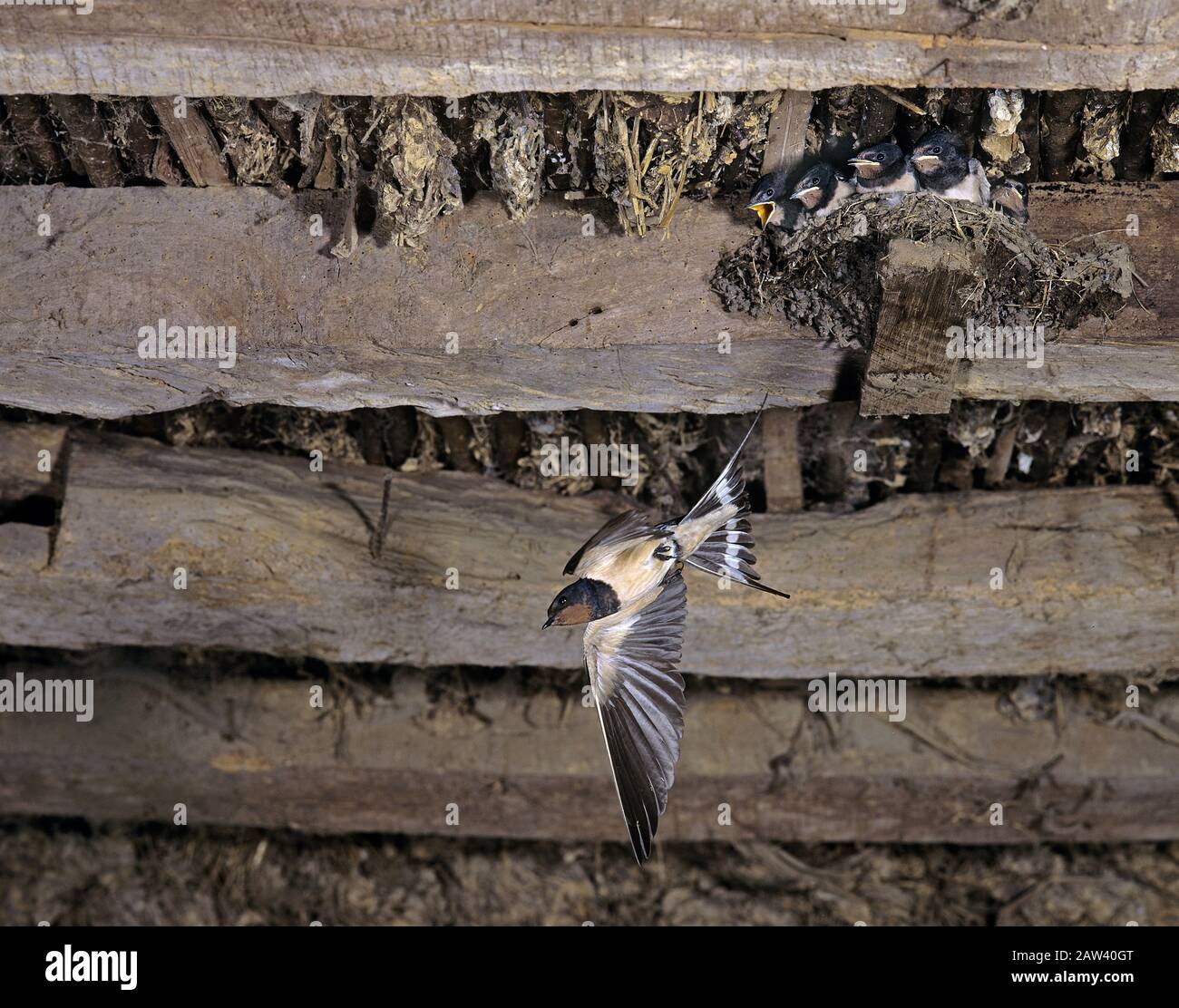 Barn Swallow, hirundo rustica, Adult in Flight, Feeding Chicks at Nest ...