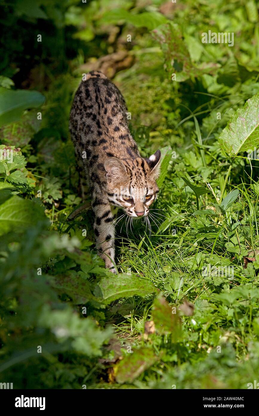 Tiger Cat or Oncilla, leopardus tigrinus, Adult walking Stock Photo - Alamy