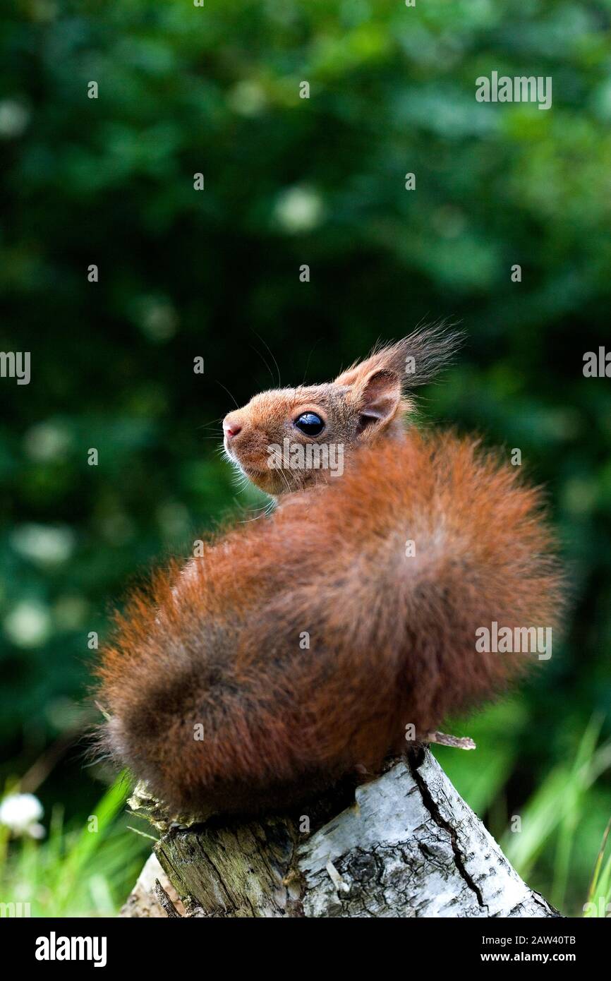 Squirrel rear view hi-res stock photography and images - Alamy