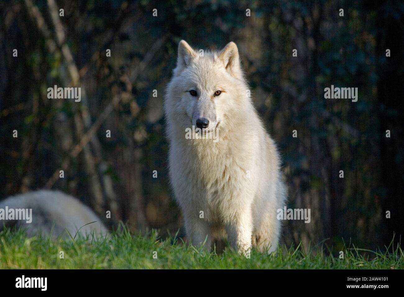 Arctic Wolf, canis lupus tundrarum, Adult standing on grass Stock Photo ...