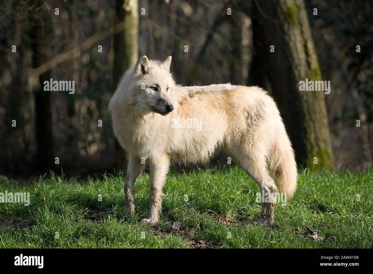 Arctic Wolf, canis lupus tundrarum, Adult standing on Grass Stock Photo ...