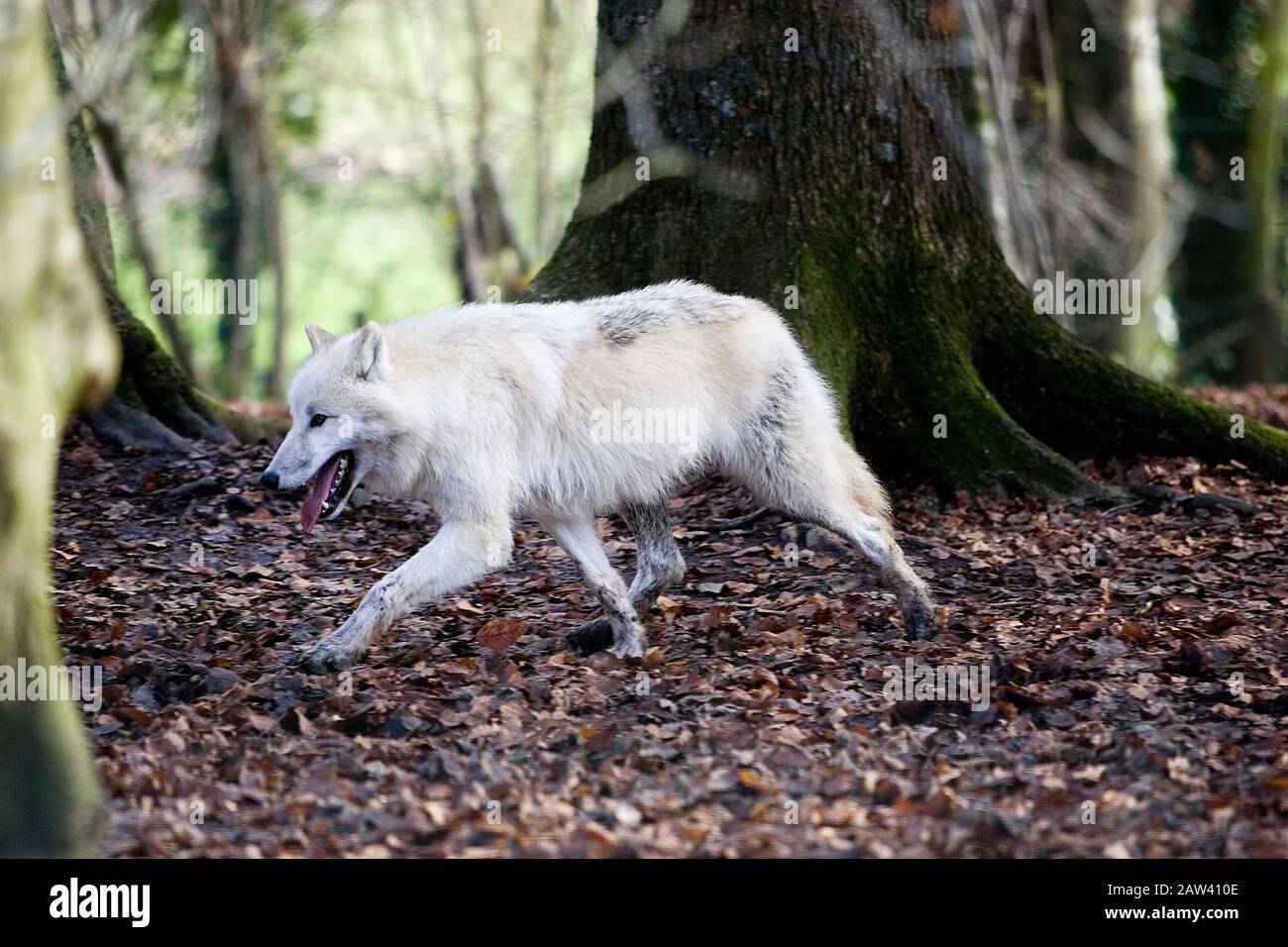 Arctic Wolf, canis lupus tundrarum, Adult walking on Dried Leaves Stock ...