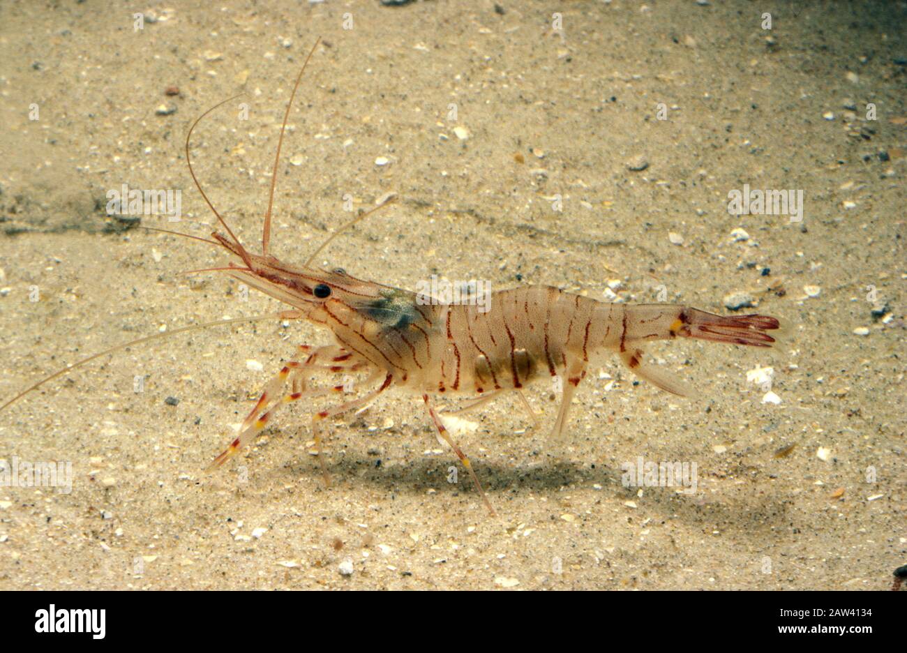 Common Prawn, palaemon serratus Stock Photo - Alamy