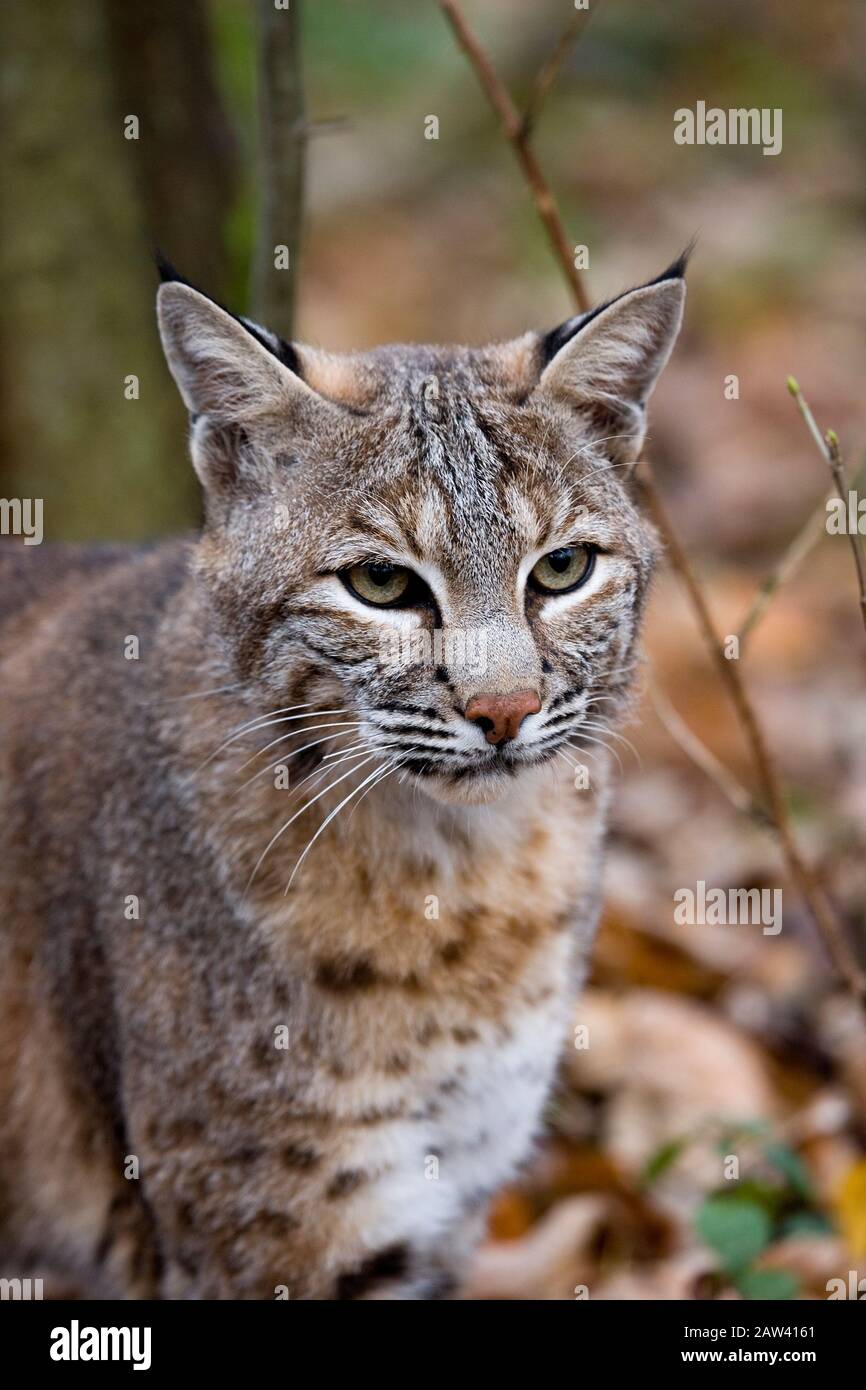 European Lynx or Eurasian Lynx, felis lynx, Portrait of Adult Stock ...