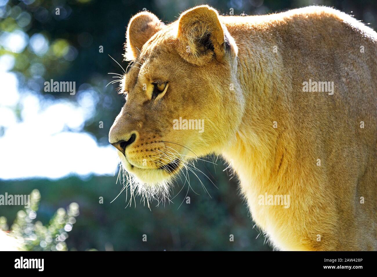 African Lion, panthera leo, Portrait of Female Stock Photo - Alamy