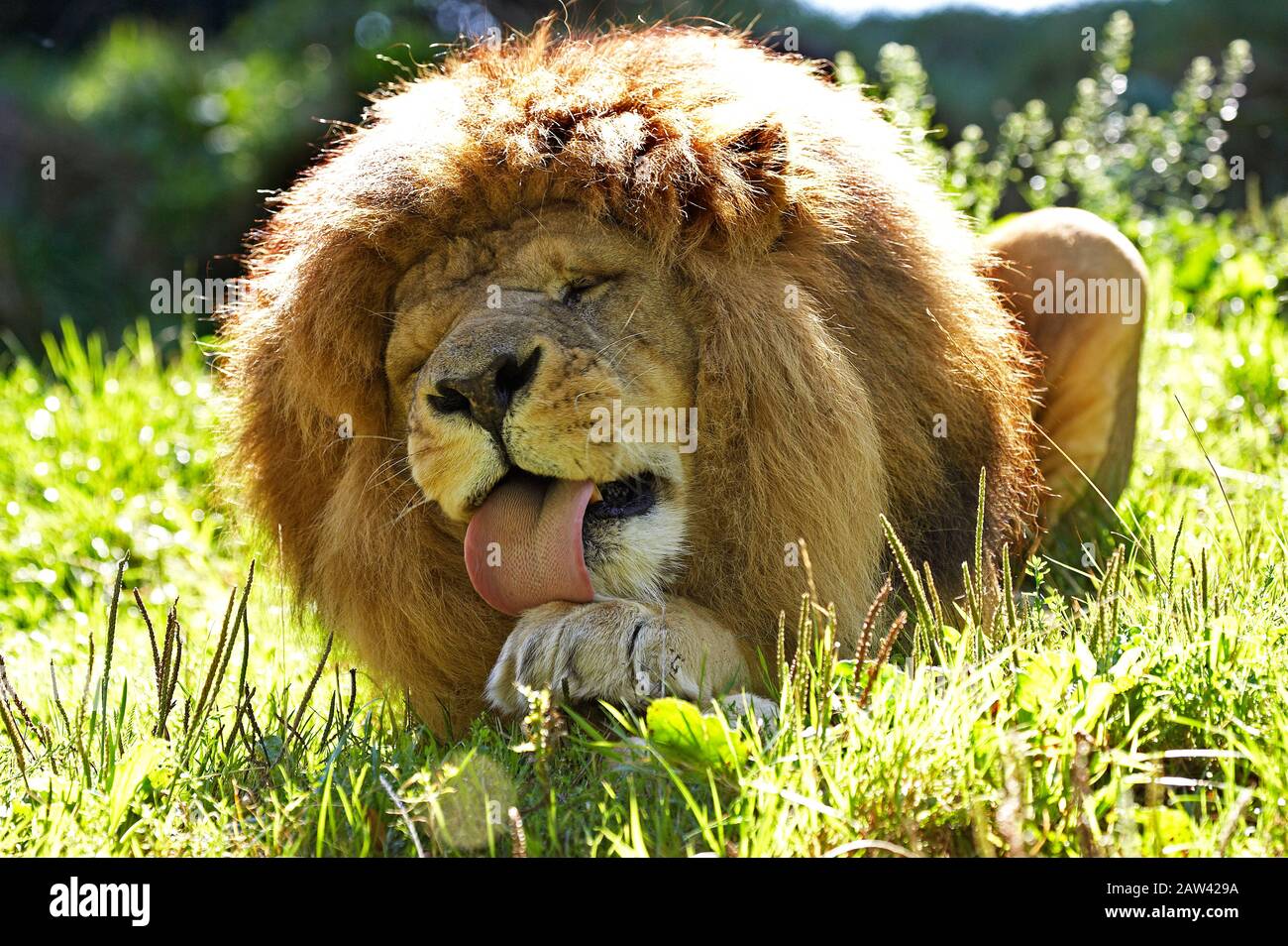 African Lion, panthera leo, Male licking its Paw Stock Photo - Alamy