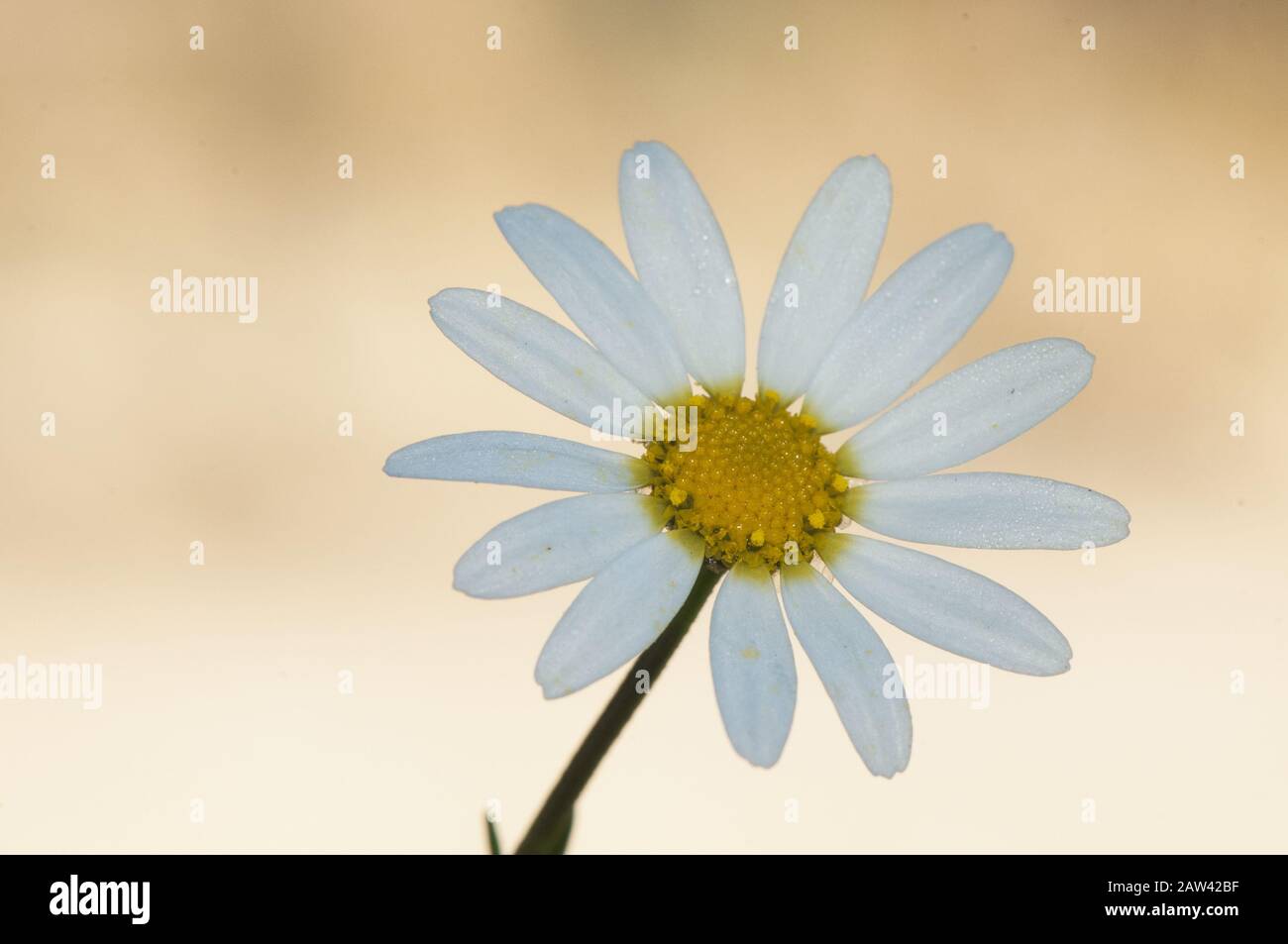 Akarkara High Resolution Stock Photography and Images - Alamy