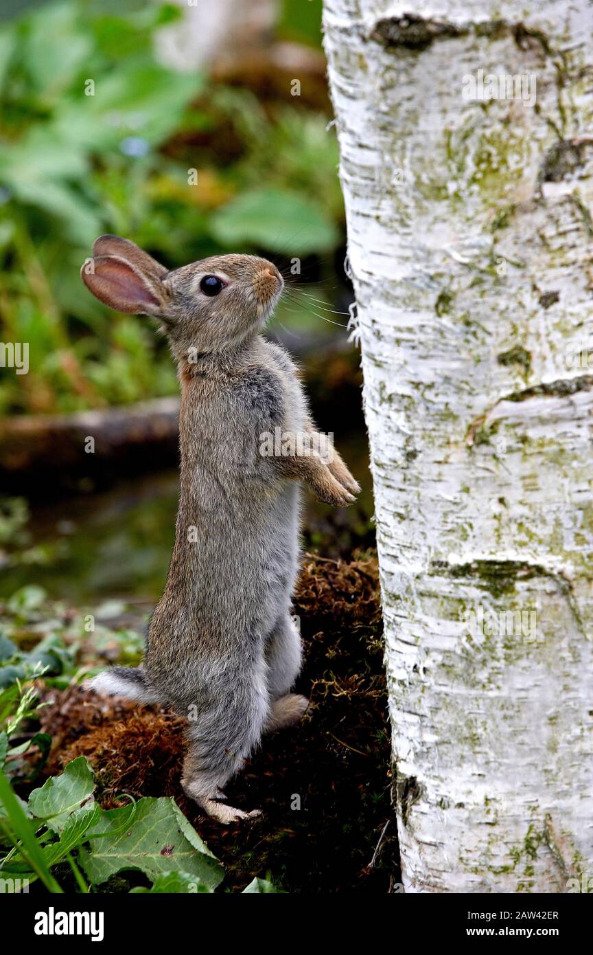 Rabbit standing on hind legs hi-res stock photography and images - Alamy