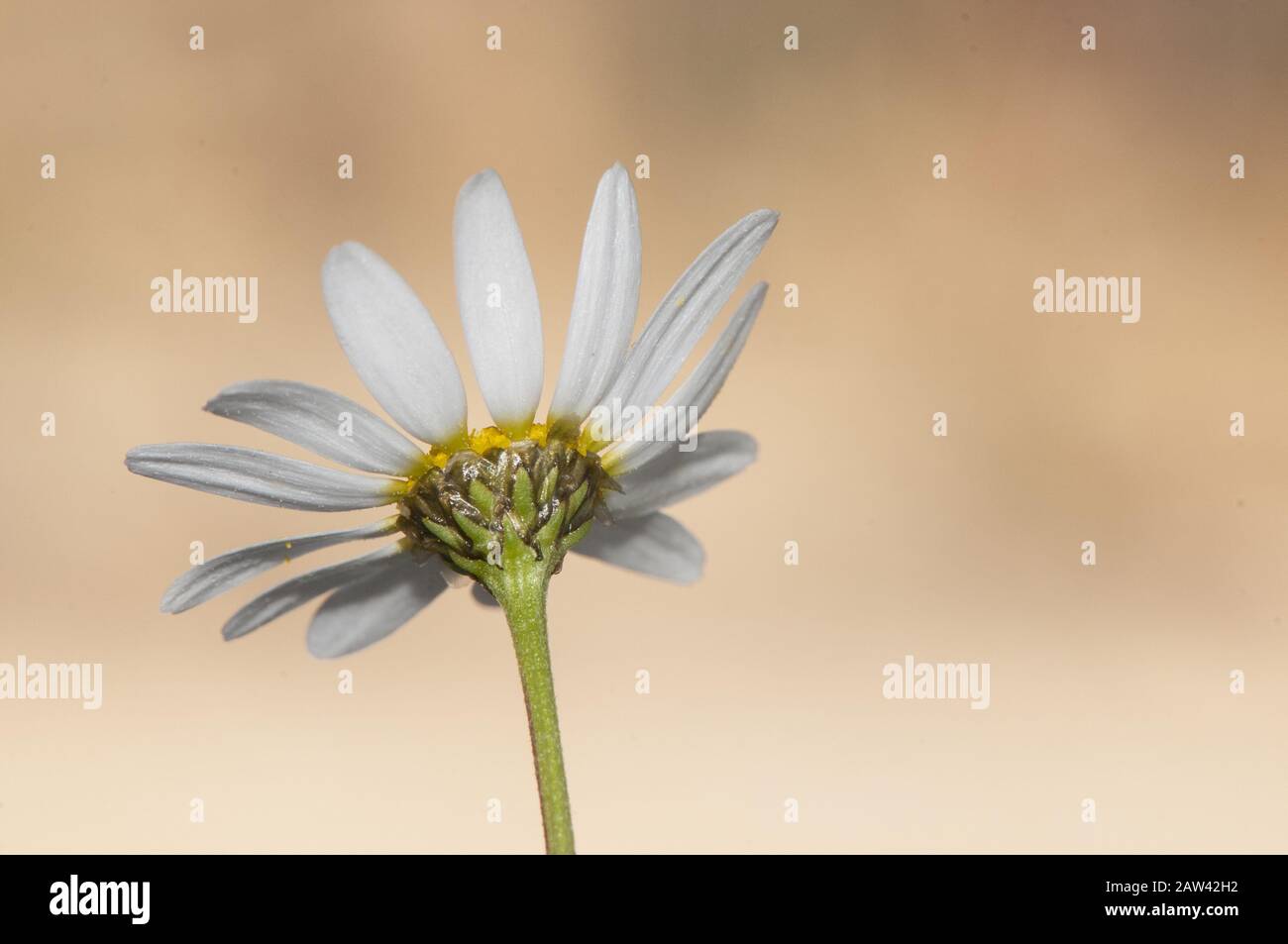 Akarkara High Resolution Stock Photography and Images - Alamy