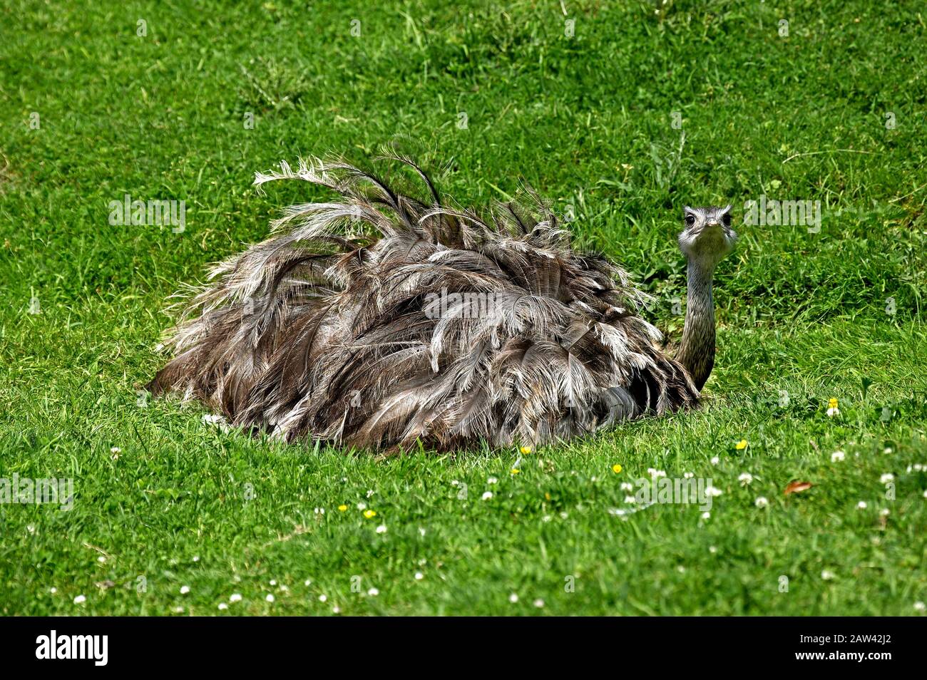 American Rhea, rhea americana, Adult sitting on Eggs in Nest Stock ...