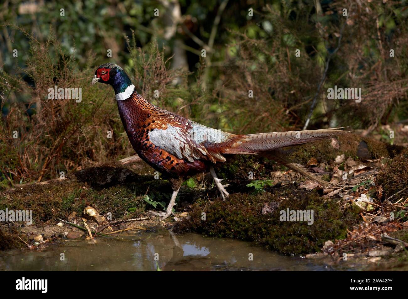Common Pheasant, phasianus colchicus, Male with Beautifull Colors ...