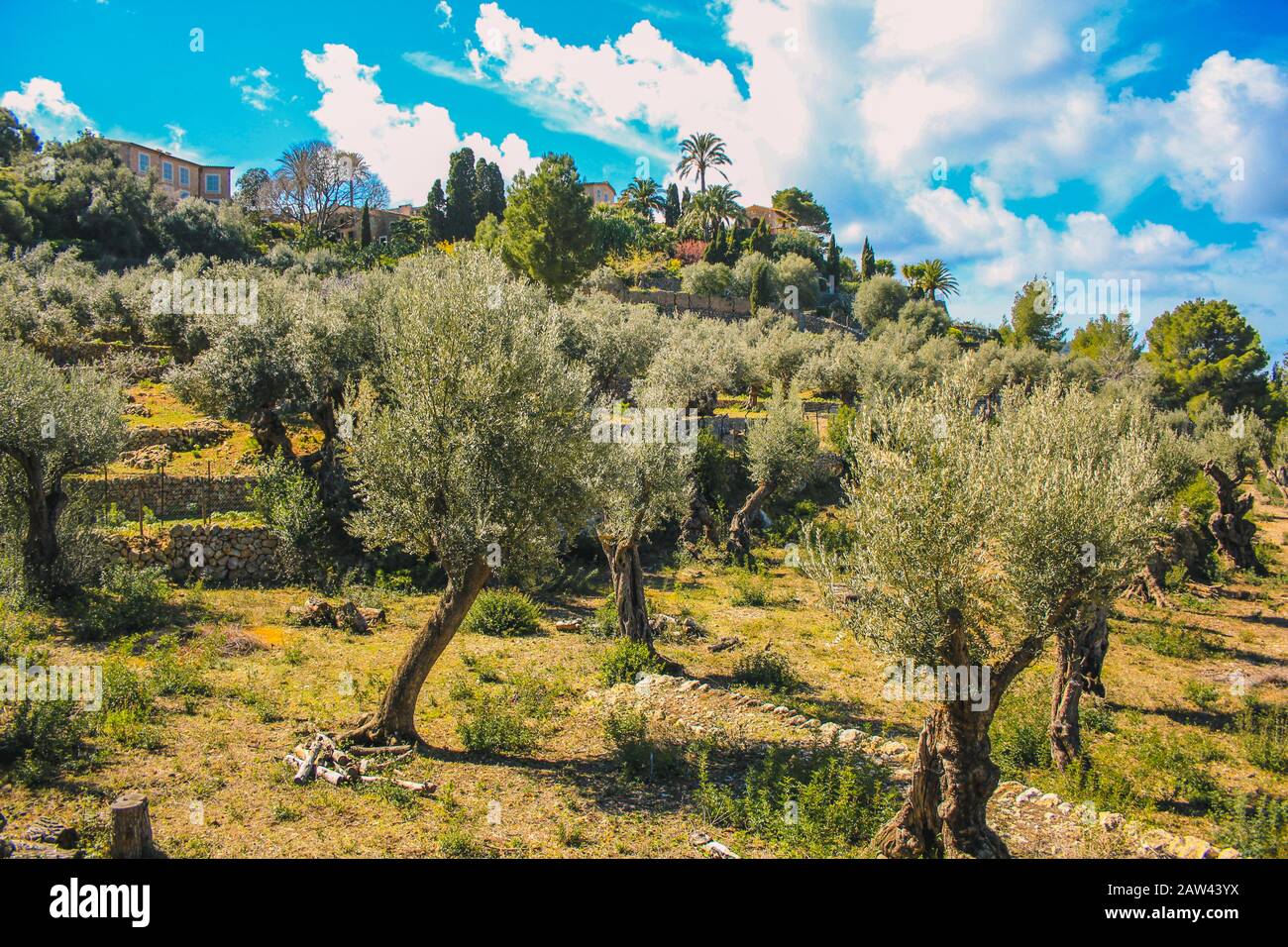 Spanish olive oil farm hi-res stock photography and images - Alamy