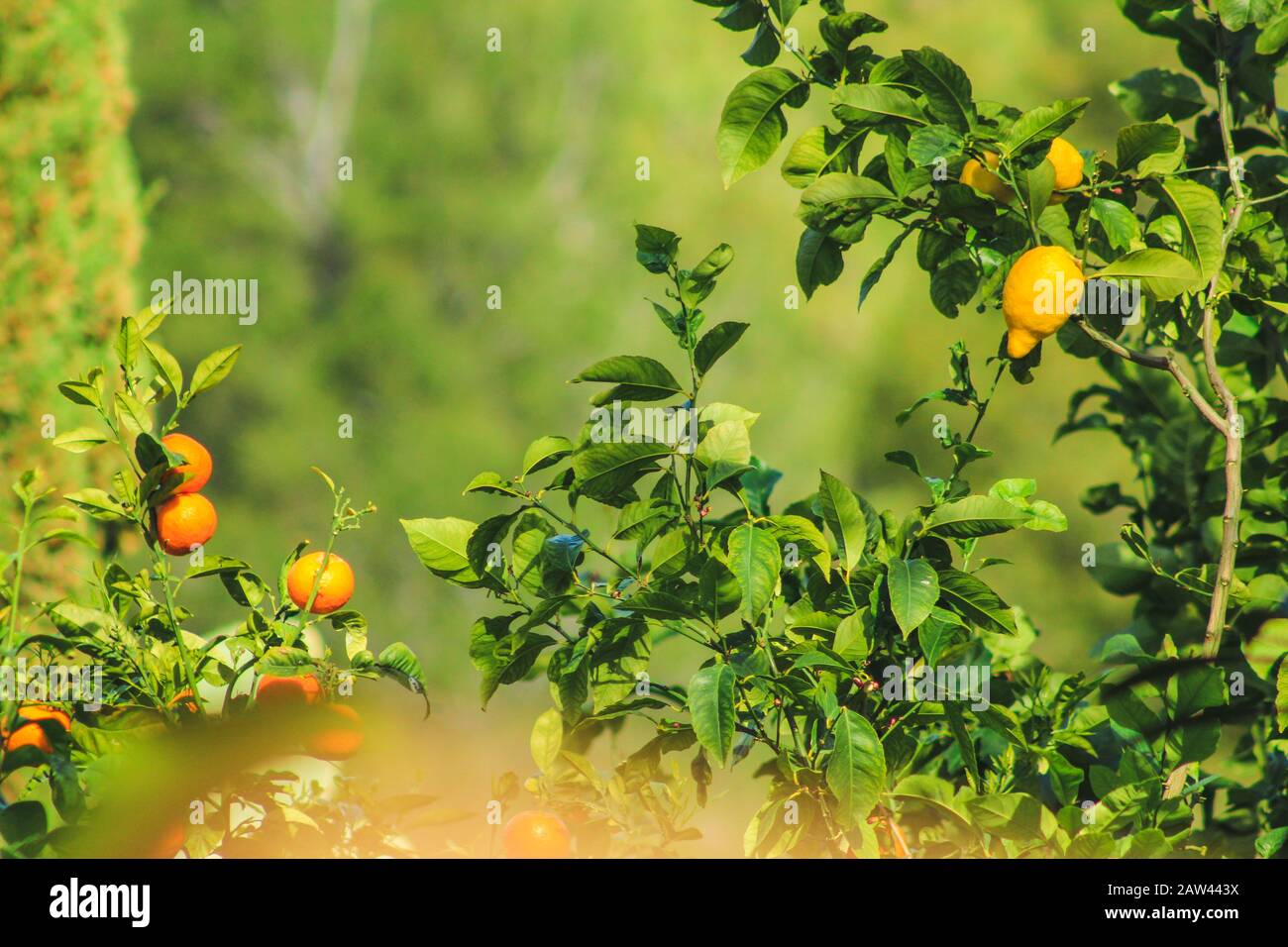 fresh green orange fruit tree and lemon tree in Mallorca, Spain Stock ...