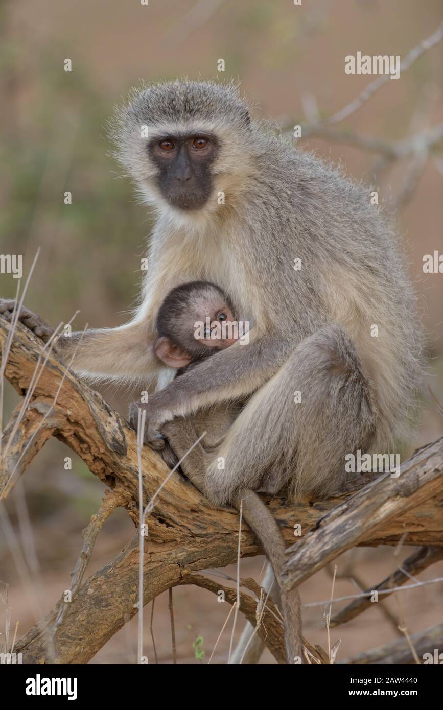 Baby vervet monkey breastfeeding mother monkey Stock Photo - Alamy