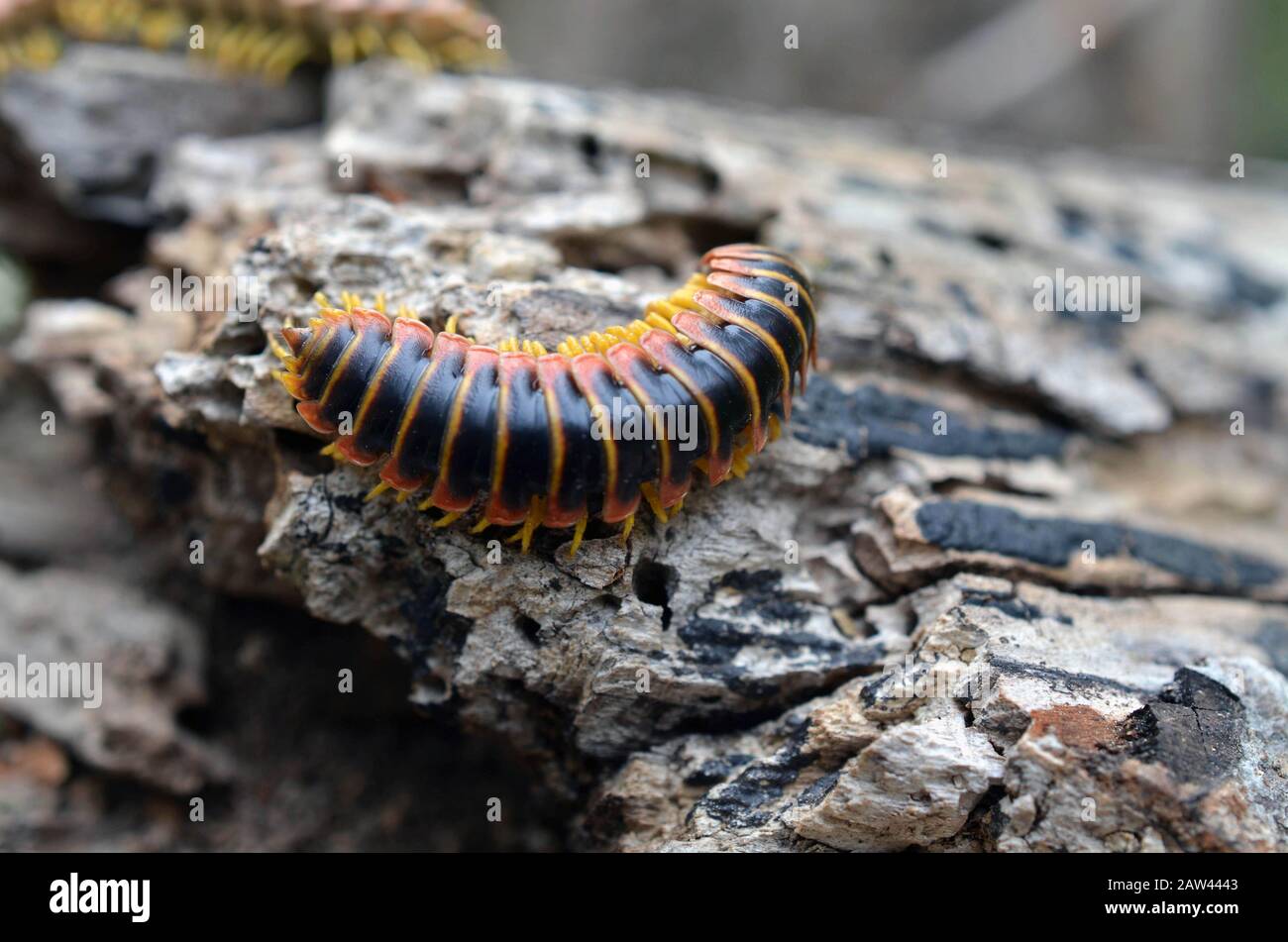 Yellow and Black Flat Millipede Molt on a Log Stock Photo - Alamy