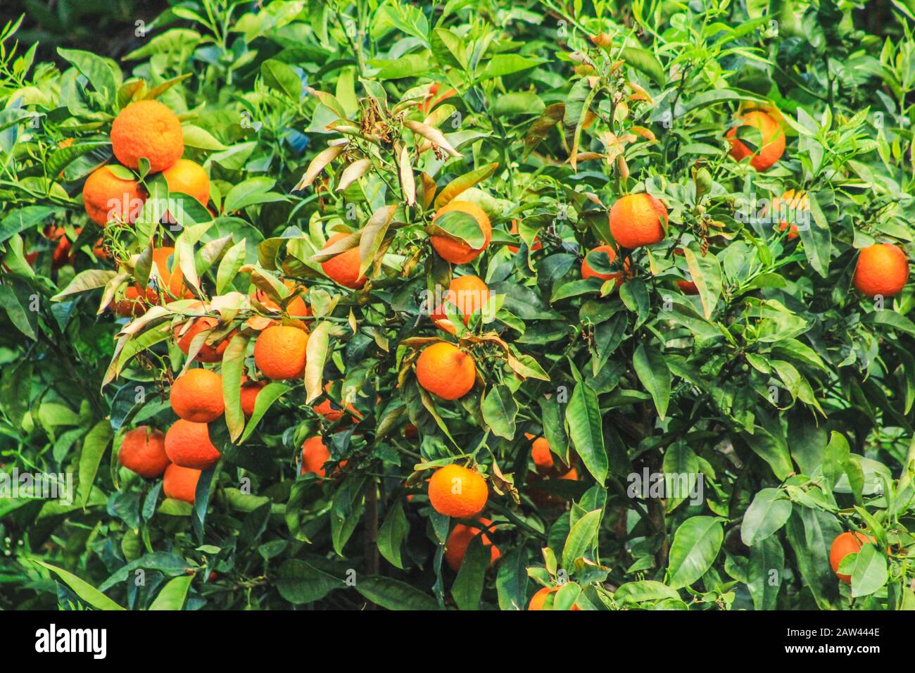 Orange citrus fruit majorca mallorca hi-res stock photography and ...