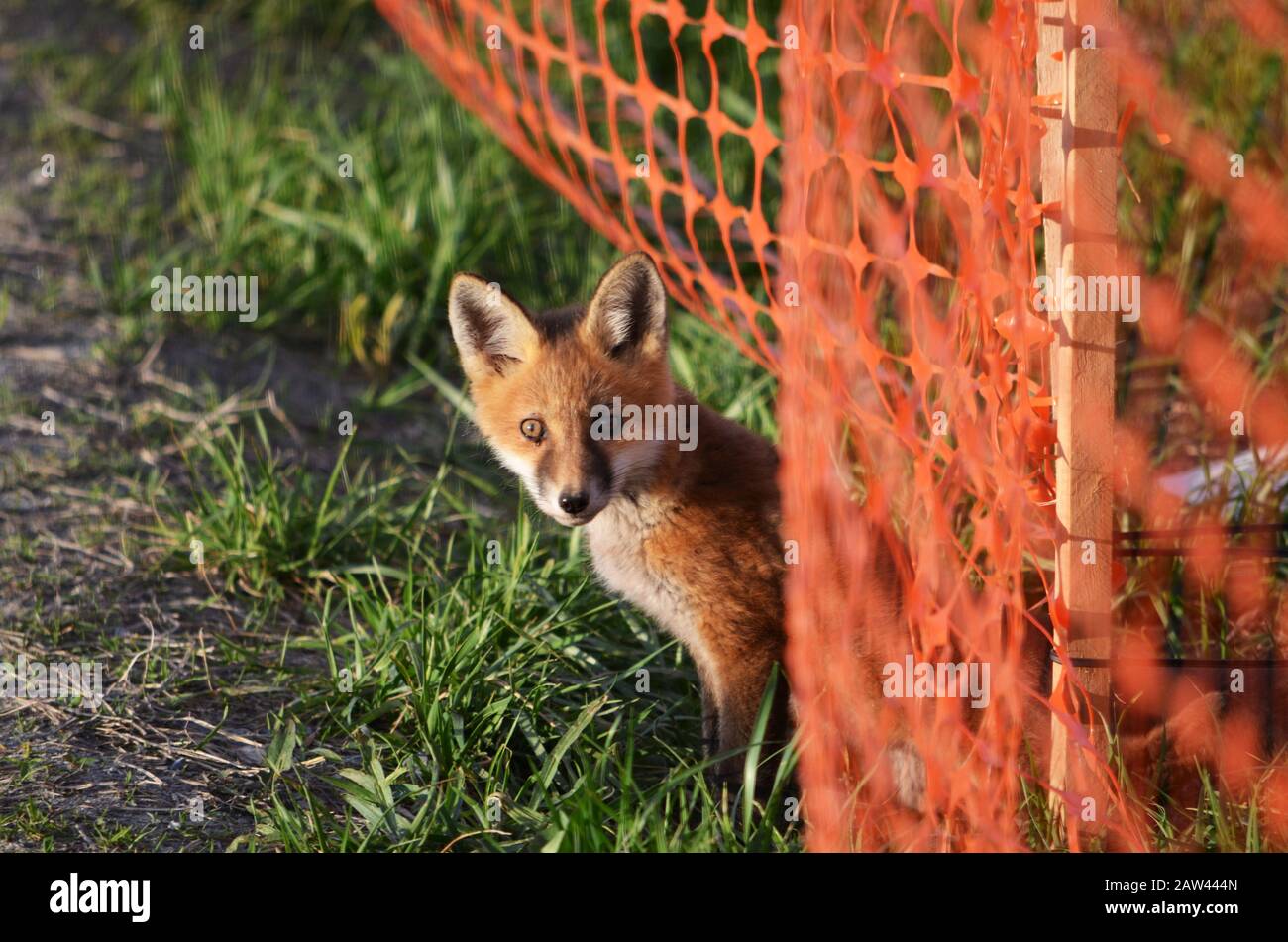 Curious Red Fox Kit Looking Past a Fence Stock Photo - Alamy