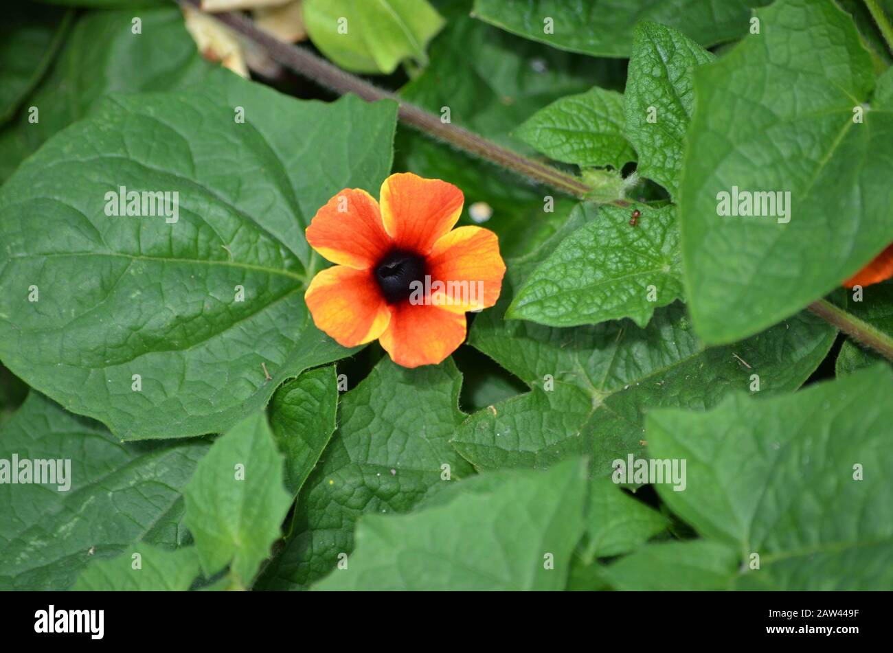 Singular Orange and Yellow Flower Among Green Leaves Stock Photo - Alamy