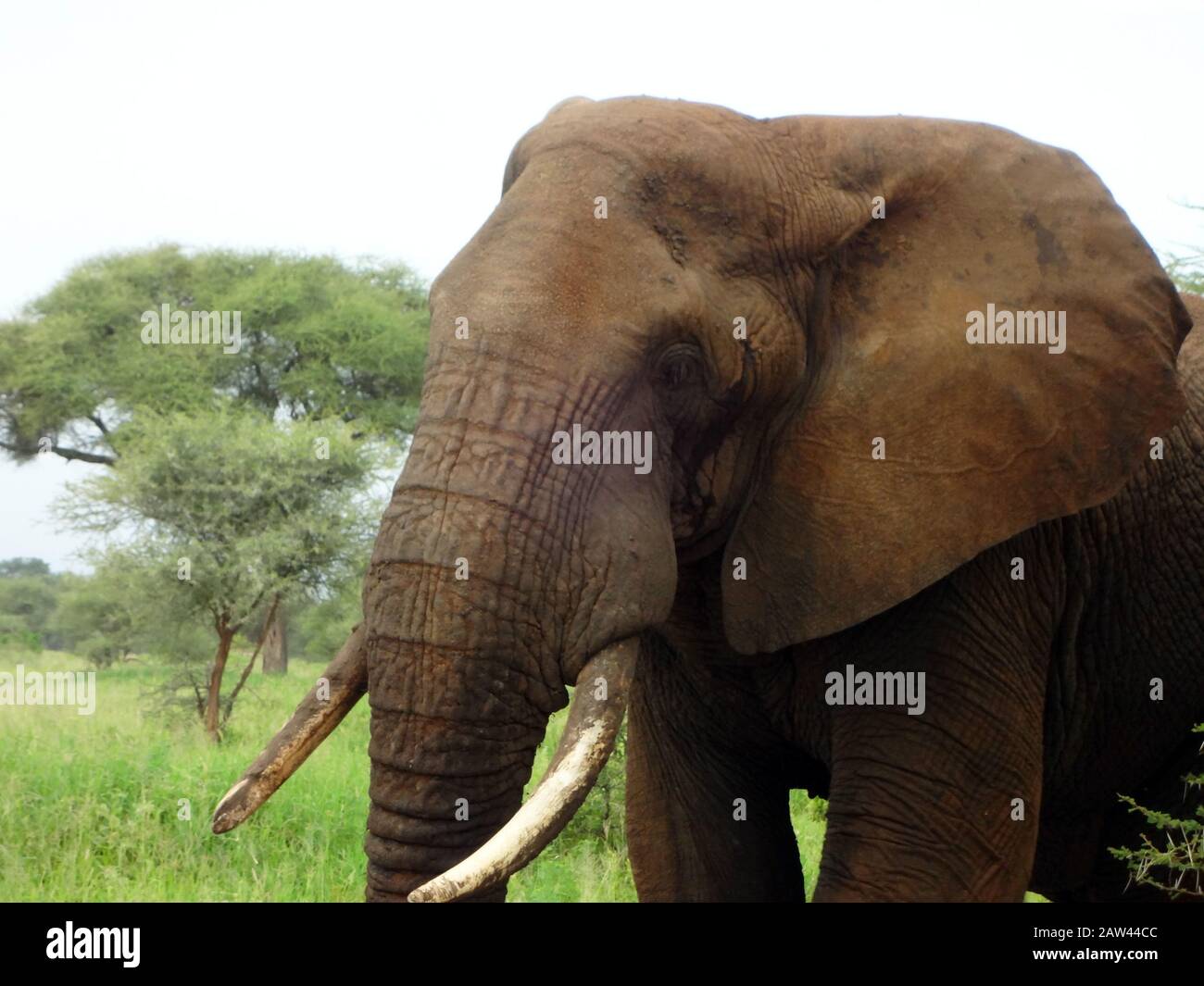 Profile on an Elephant Stock Photo - Alamy