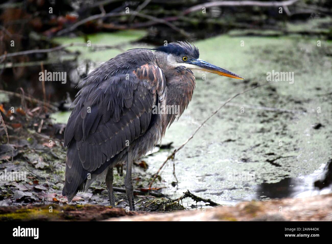 Great Blue Heron by an Algae Filled Pond Stock Photo - Alamy