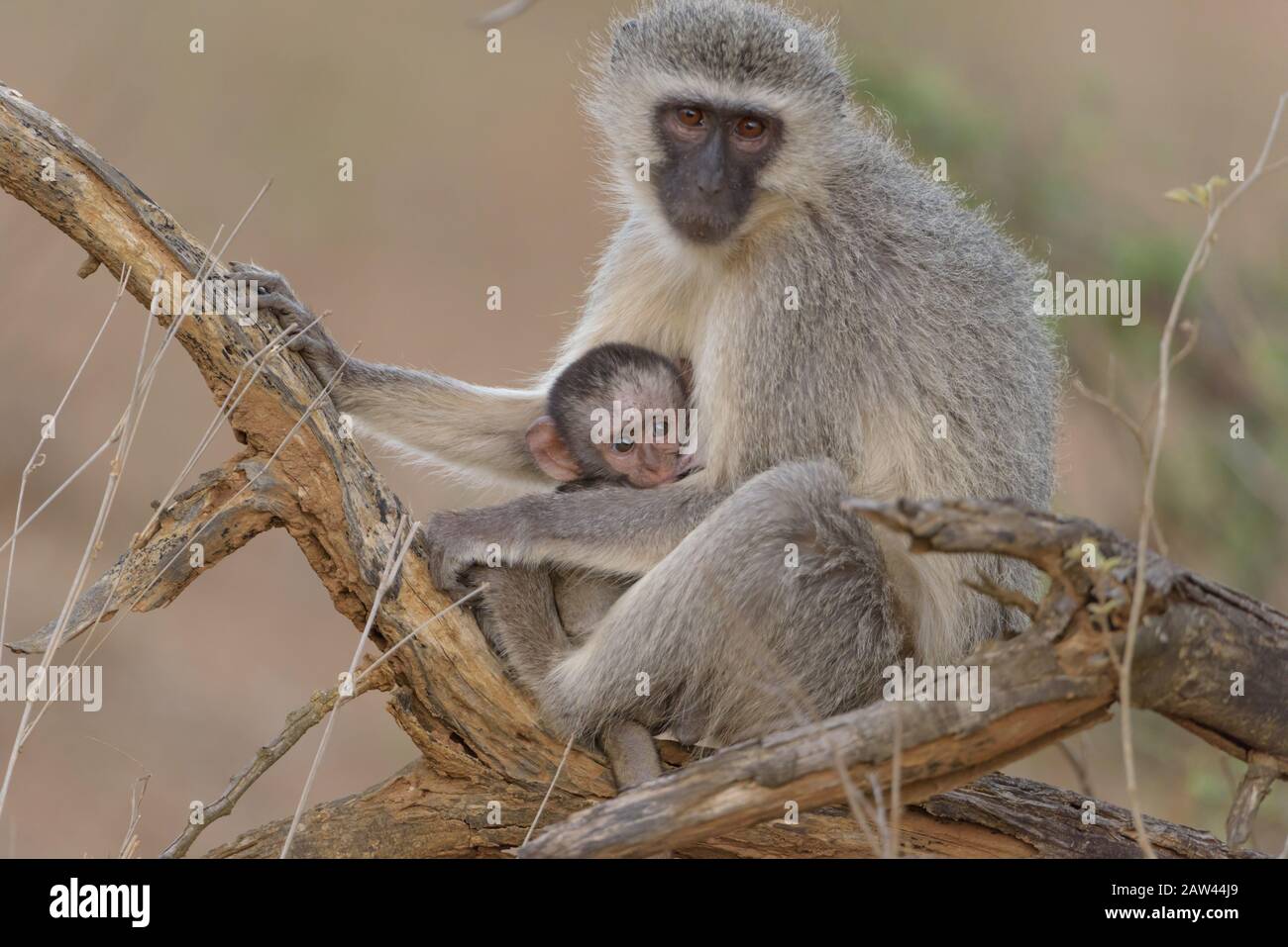 Baby vervet monkey breastfeeding mother monkey Stock Photo - Alamy