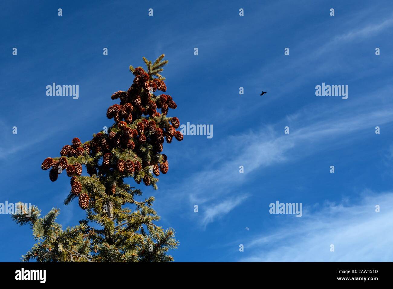 Blue Spruce Tree Cones High Resolution Stock Photography and Images - Alamy