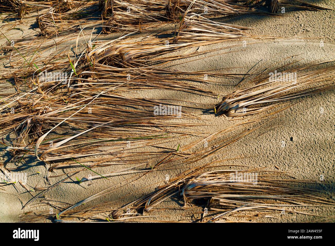 Sandy grass texture hi-res stock photography and images - Alamy