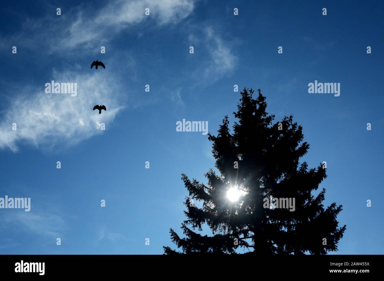 Pine cone trees hi-res stock photography and images - Alamy