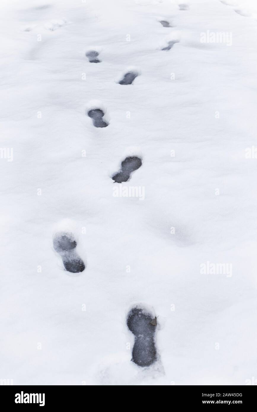 A man's footprints on a sidewalk after a light snowfall Stock Photo - Alamy A man's footprints on a sidewalk after a light snowfall Stock Photo - Alamy