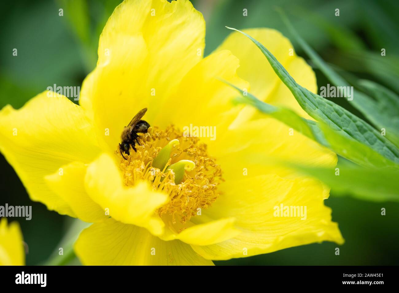 Bee pollen yellow flower hi-res stock photography and images - Alamy