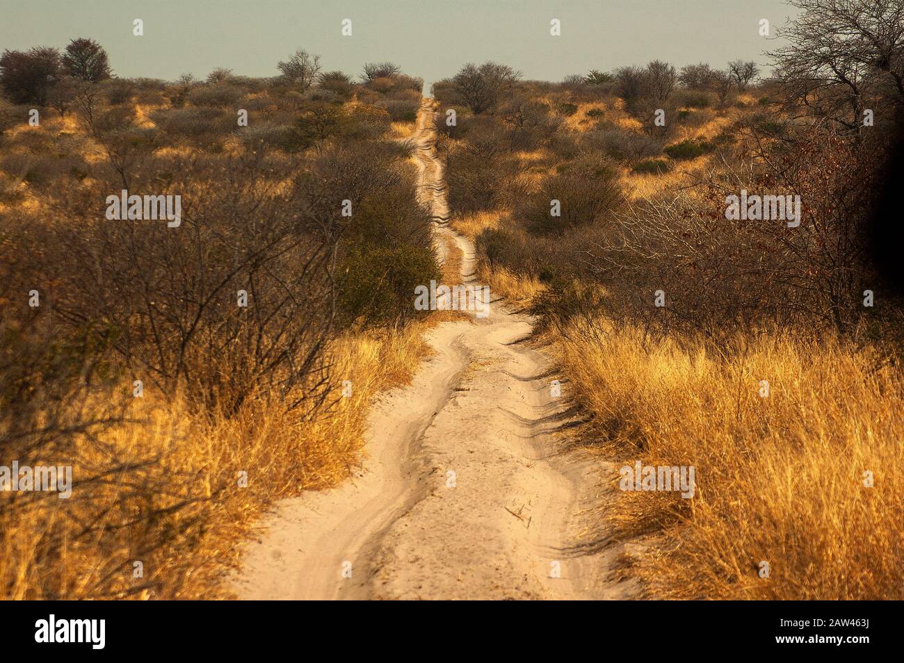 Sandy track on Central Kalahari National Park, Botswana Stock Photo - Alamy
