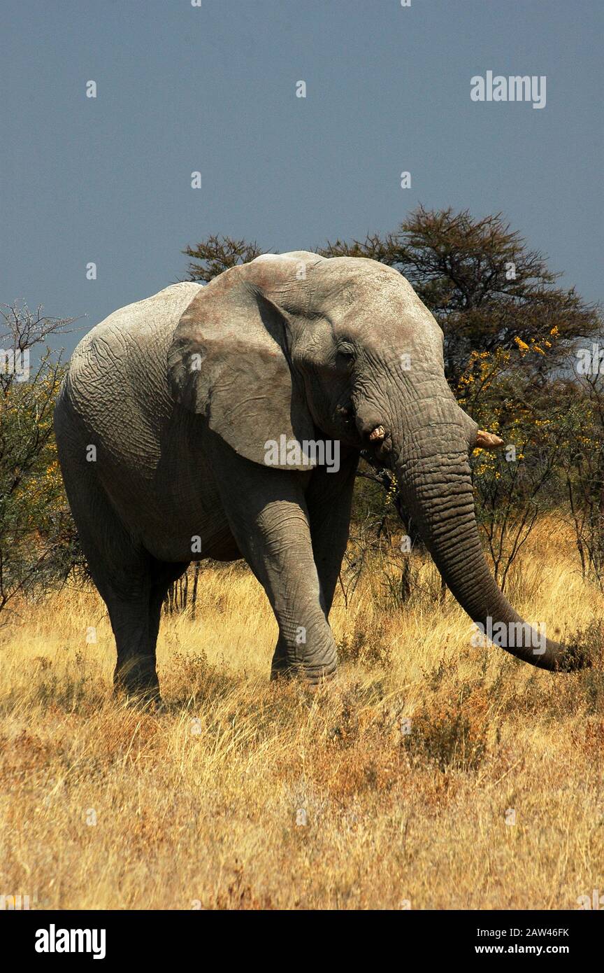 Lone Elephant at Etosha National Park, Namibia Stock Photo - Alamy
