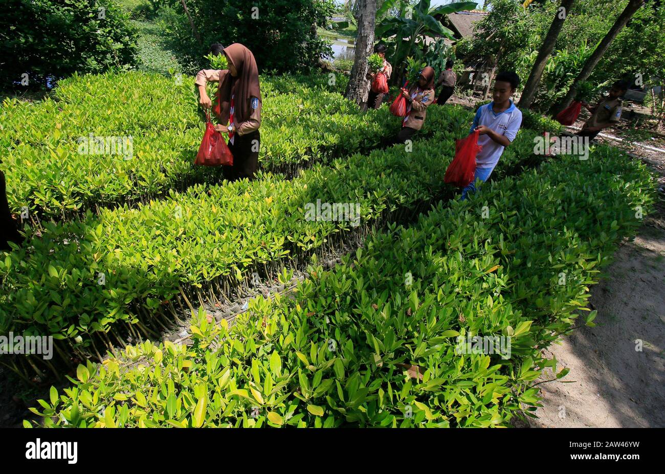 A number of children were seen preparing to plant mangroves in the Way ...