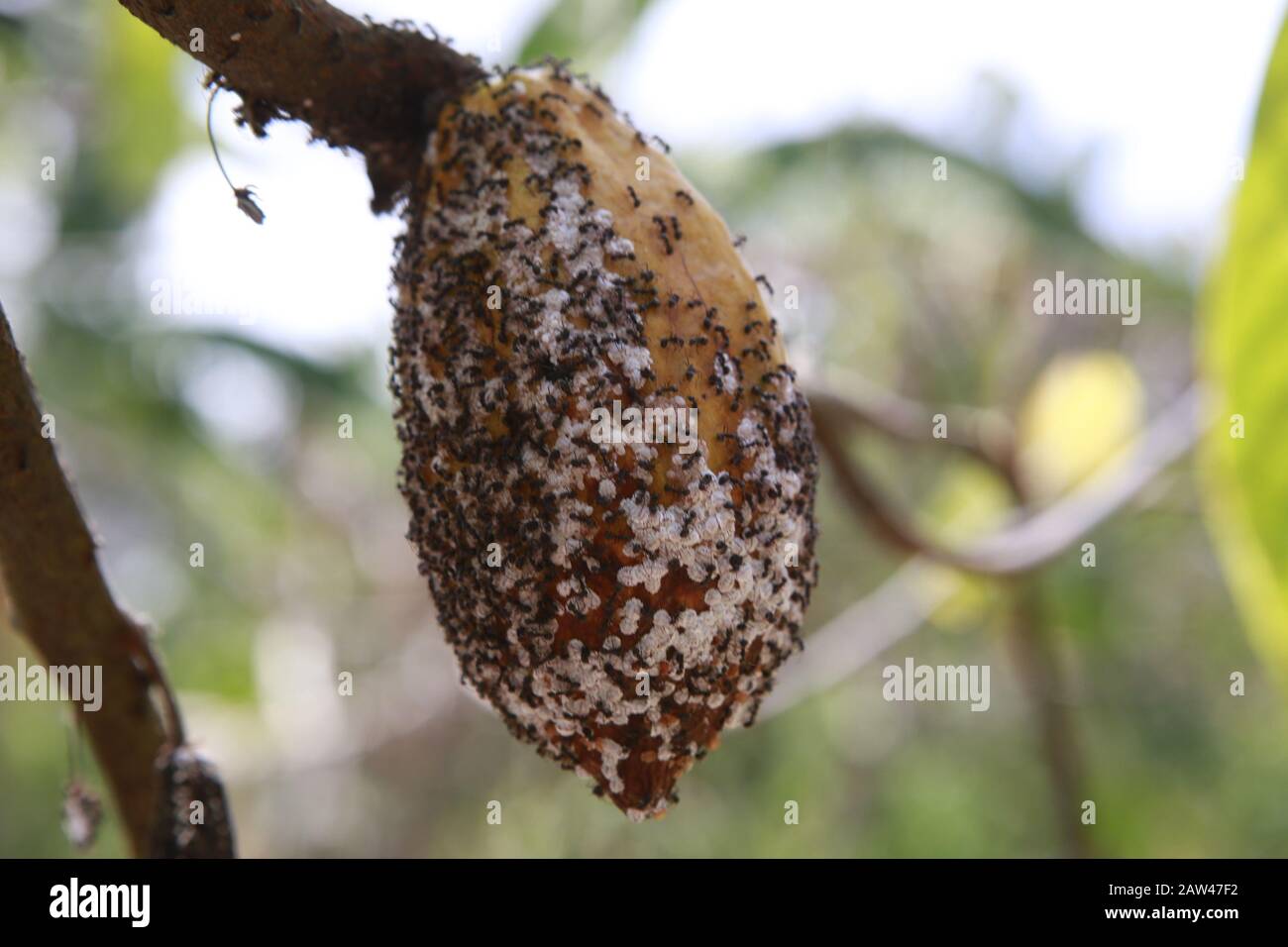 Cocoa Pests High Resolution Stock Photography and Images - Alamy
