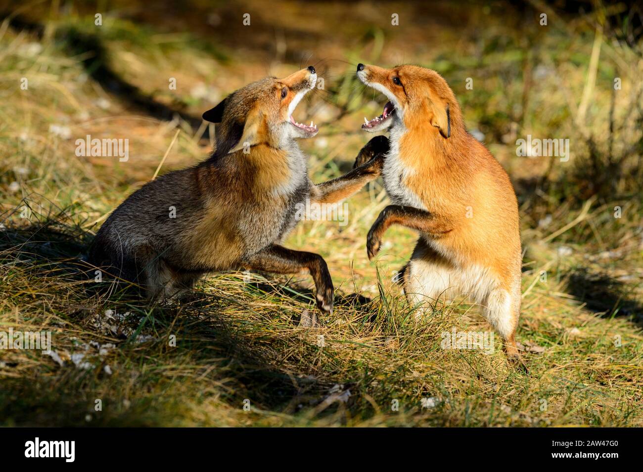 Fox mouth open hi-res stock photography and images - Alamy