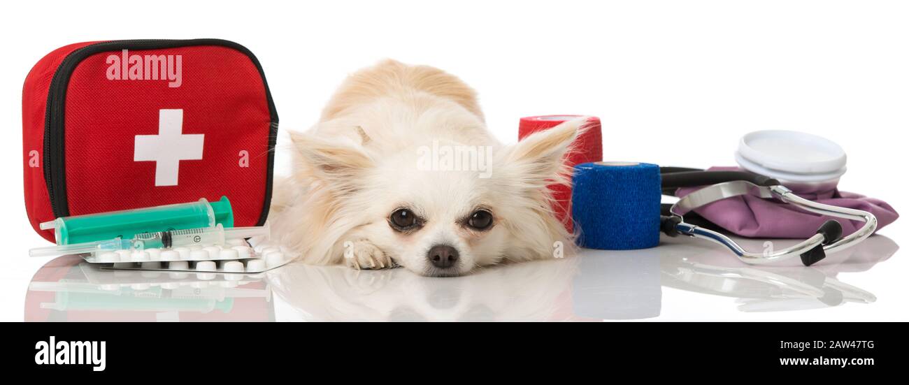 Dog with first aid kit isolated on white background Stock Photo - Alamy