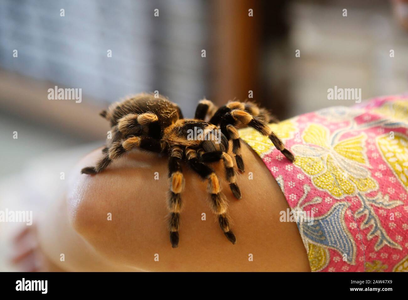 Aldo Tan (30), is seen showing pet tarantulas in Lampung, Indonesia ...