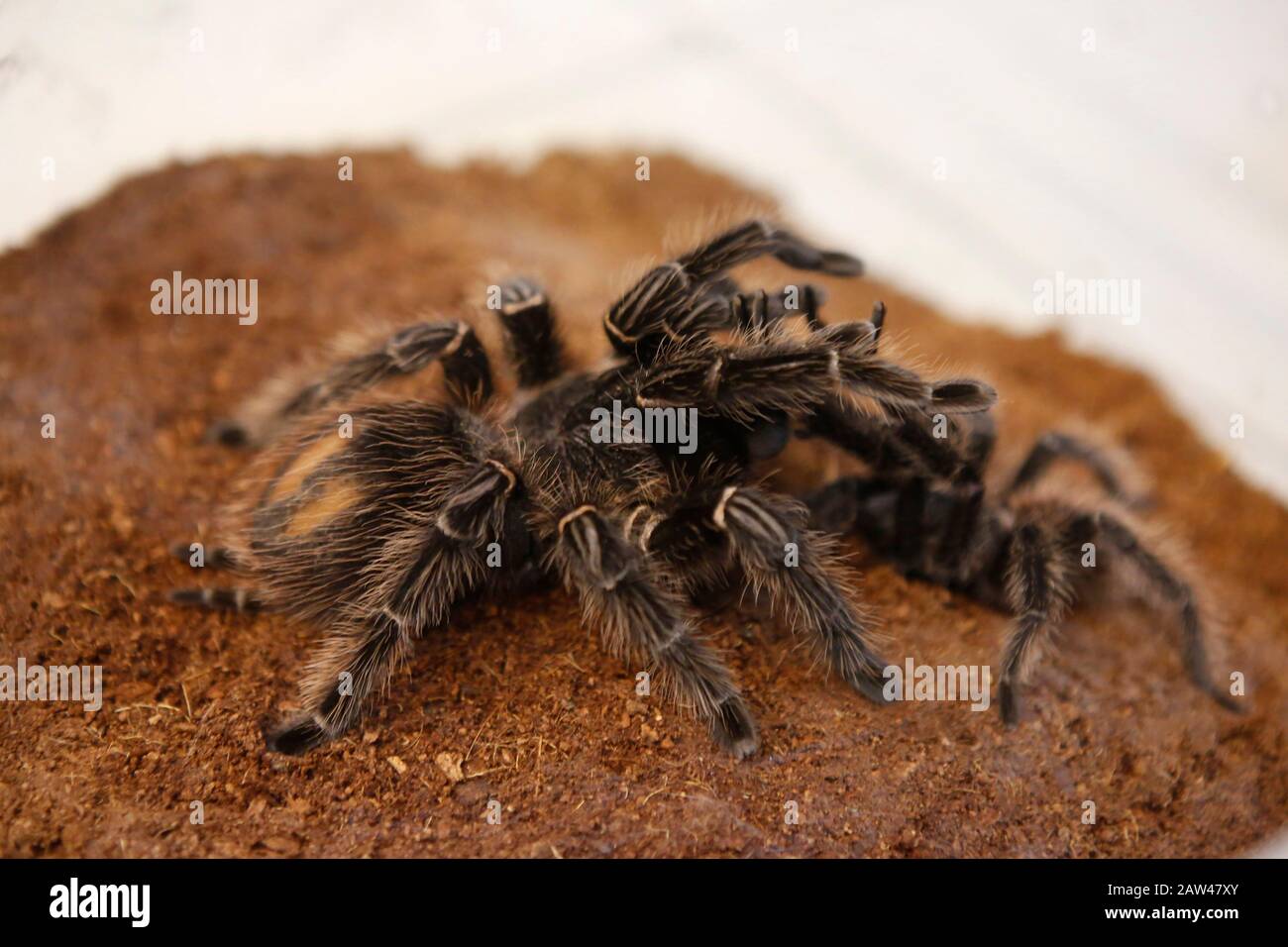 A number tarantulas from several species are seen in Lampung, Indonesia ...