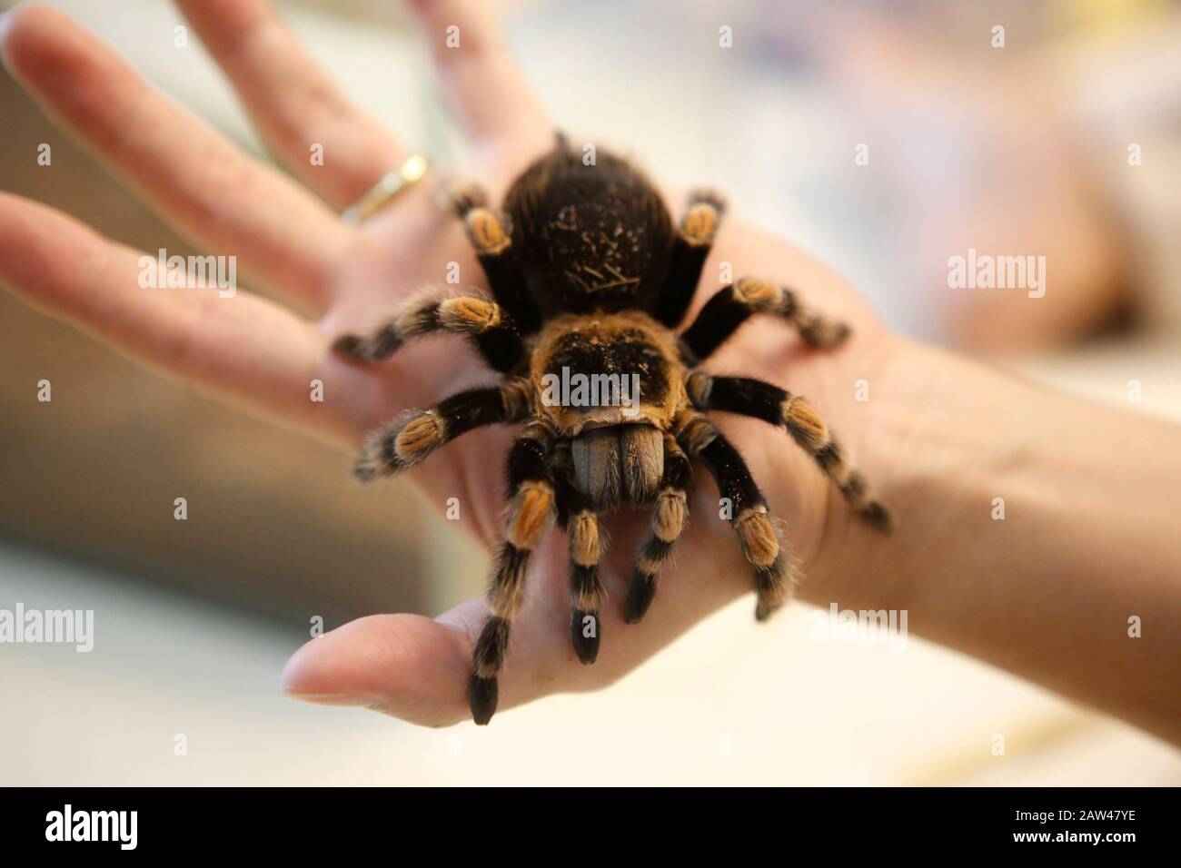 Aldo Tan (30), is seen showing pet tarantulas in Lampung, Indonesia ...