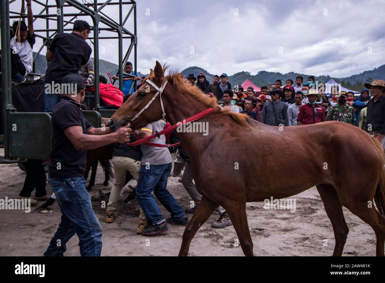 Rise up horse hi-res stock photography and images - Alamy