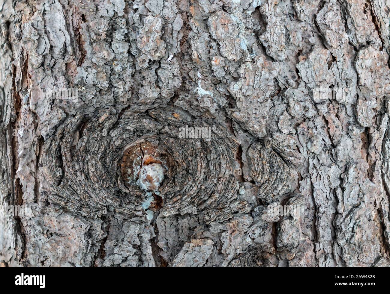 Texture of pine bark with a knot. Close-up background photo of a tree ...
